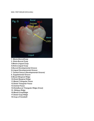 Dental anatomy terms | DOCX