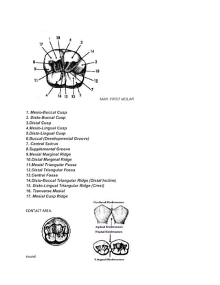 Dental anatomy terms | DOCX