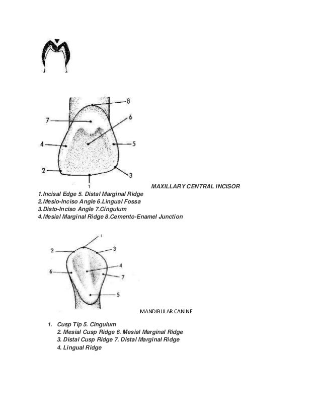 Dental anatomy terms