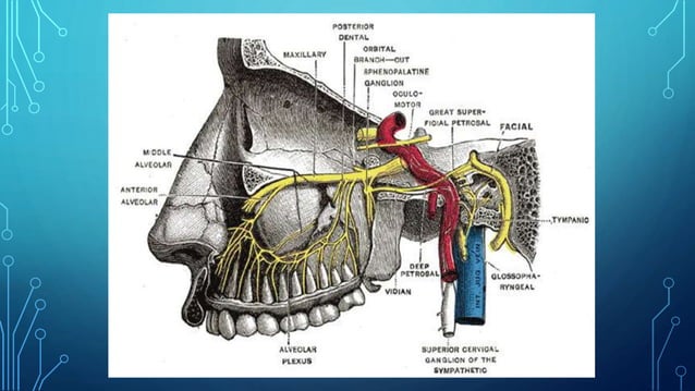 Dental Anesthesia Dental Anaesthesia Techniques & Complications | PPT