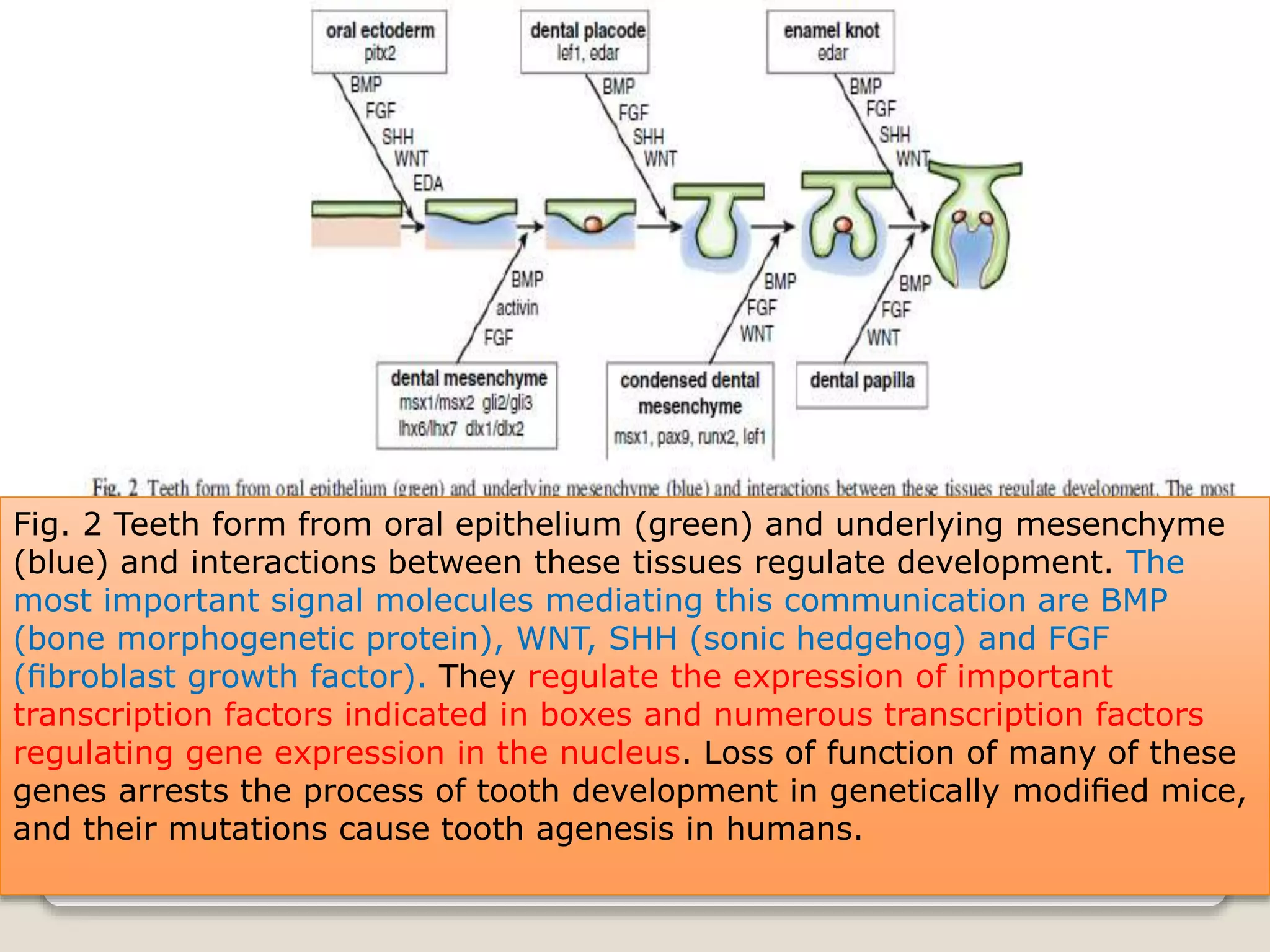 Dental anomalies and Genetics | PPTX