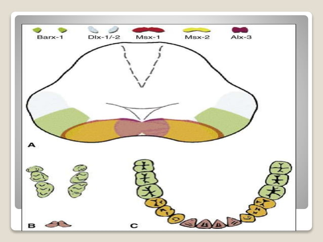 Dental anomalies and Genetics | PPTX | Dental Health | Diseases and ...