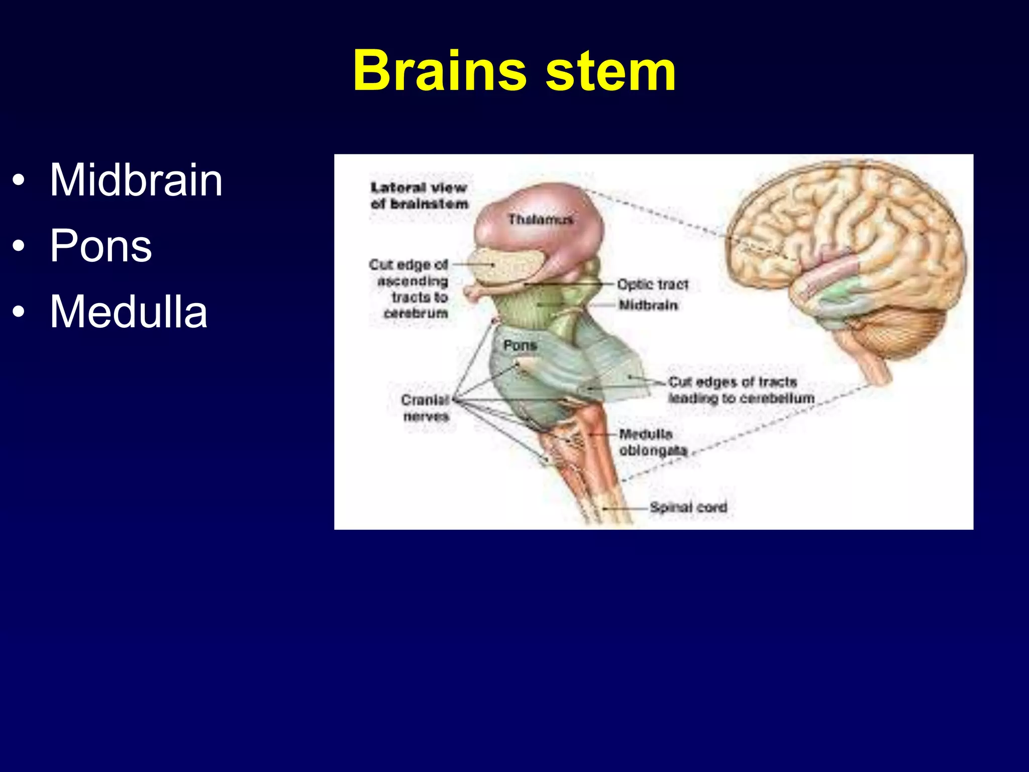 Dental lecture: brain stem, ascending and descending pathways | PPTX