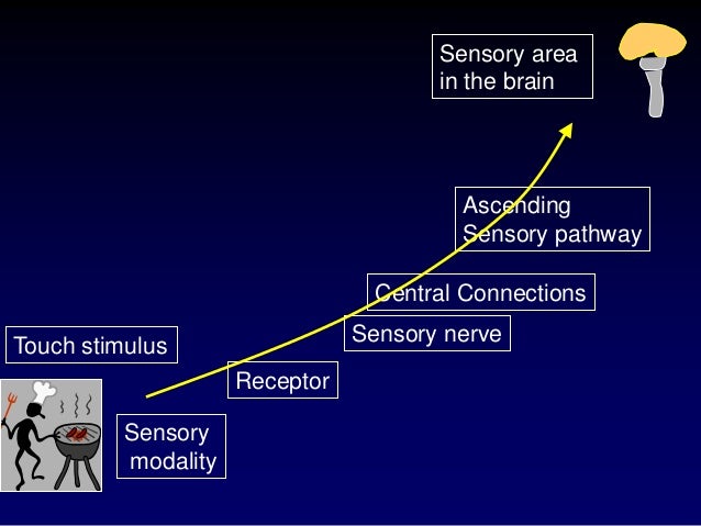 Dental lecture: brain stem, ascending and descending pathways