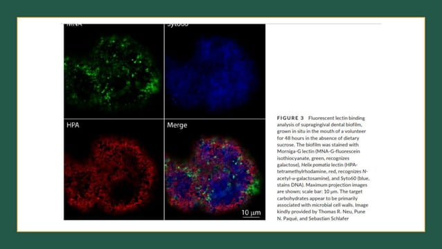 dental biofilm 2.pdf