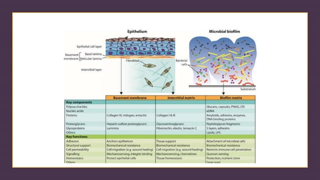Dental biofilm2.pptx