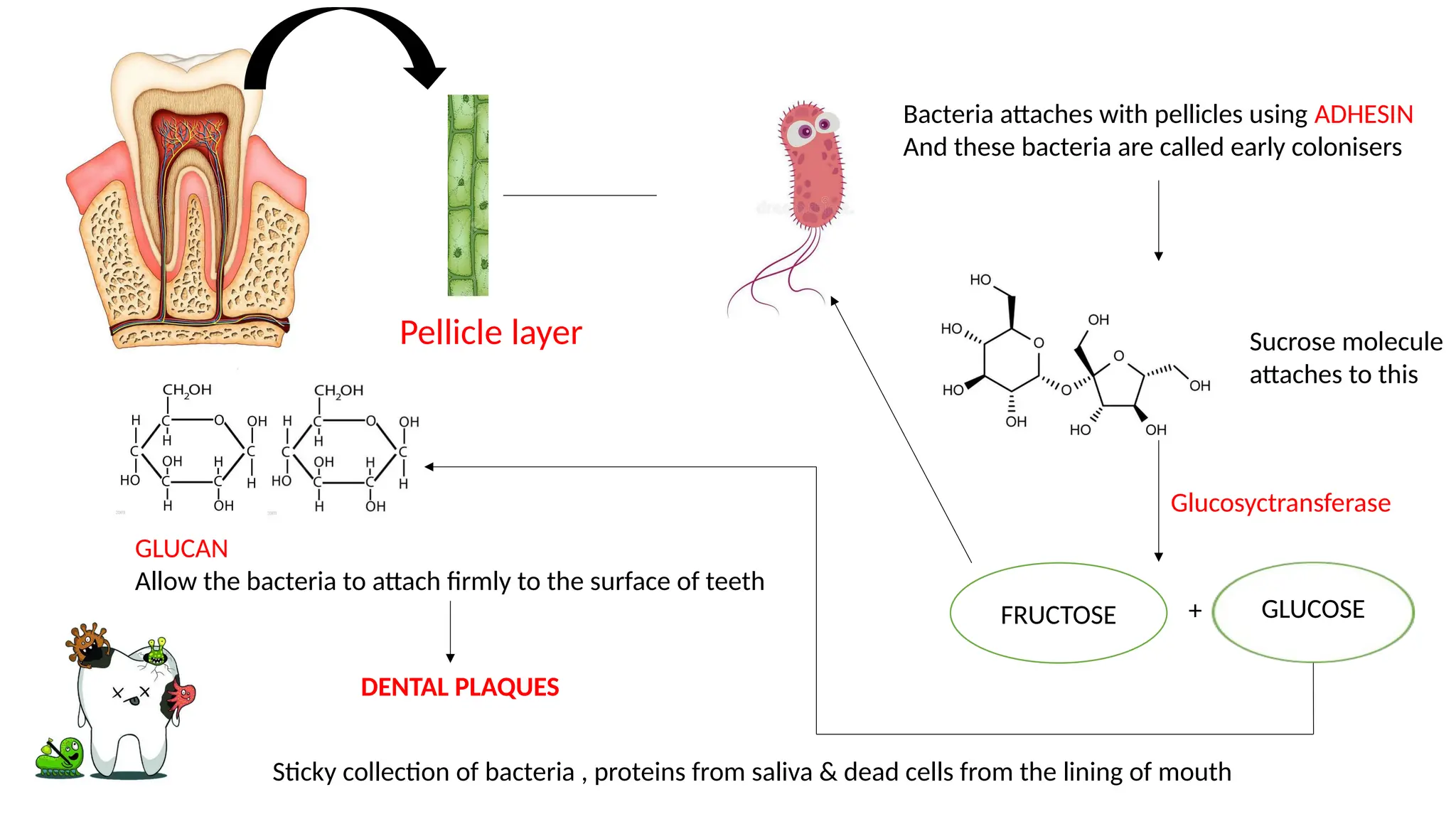 Dental Caries. It's symptoms , diagnosis & management | PPT