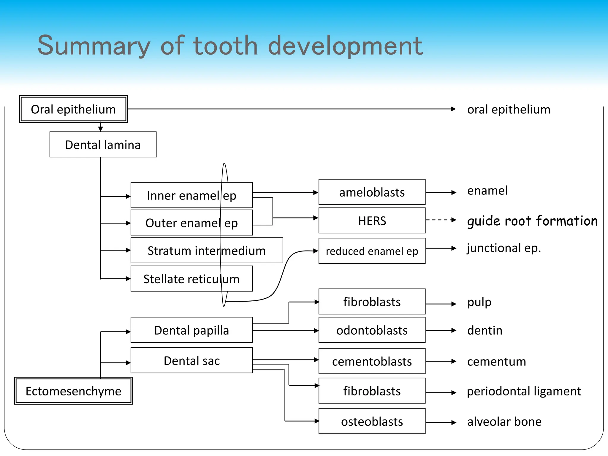 DENTAL CARIES- Definition, Aetiology & Mechanism, Classification and ...