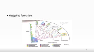 Dental caries etiology, theories and prevention | PPTX