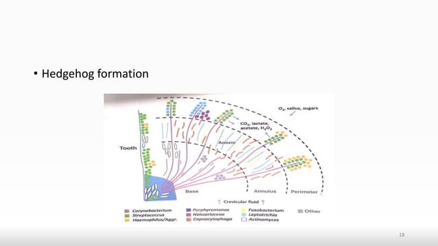Dental caries etiology, theories and prevention | PPTX | Dental Health ...