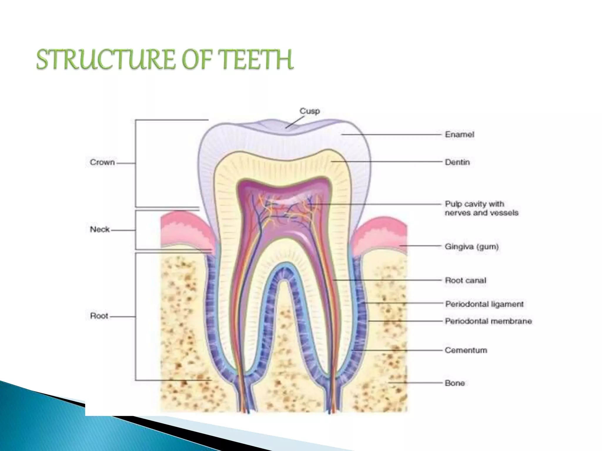 Dental cavities,gum bleeding,mouth odour and sensitive teeth | PPTX