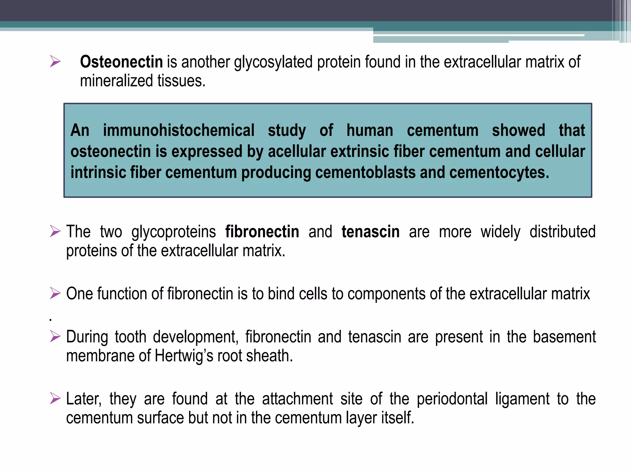 Dental cementum | PPTX