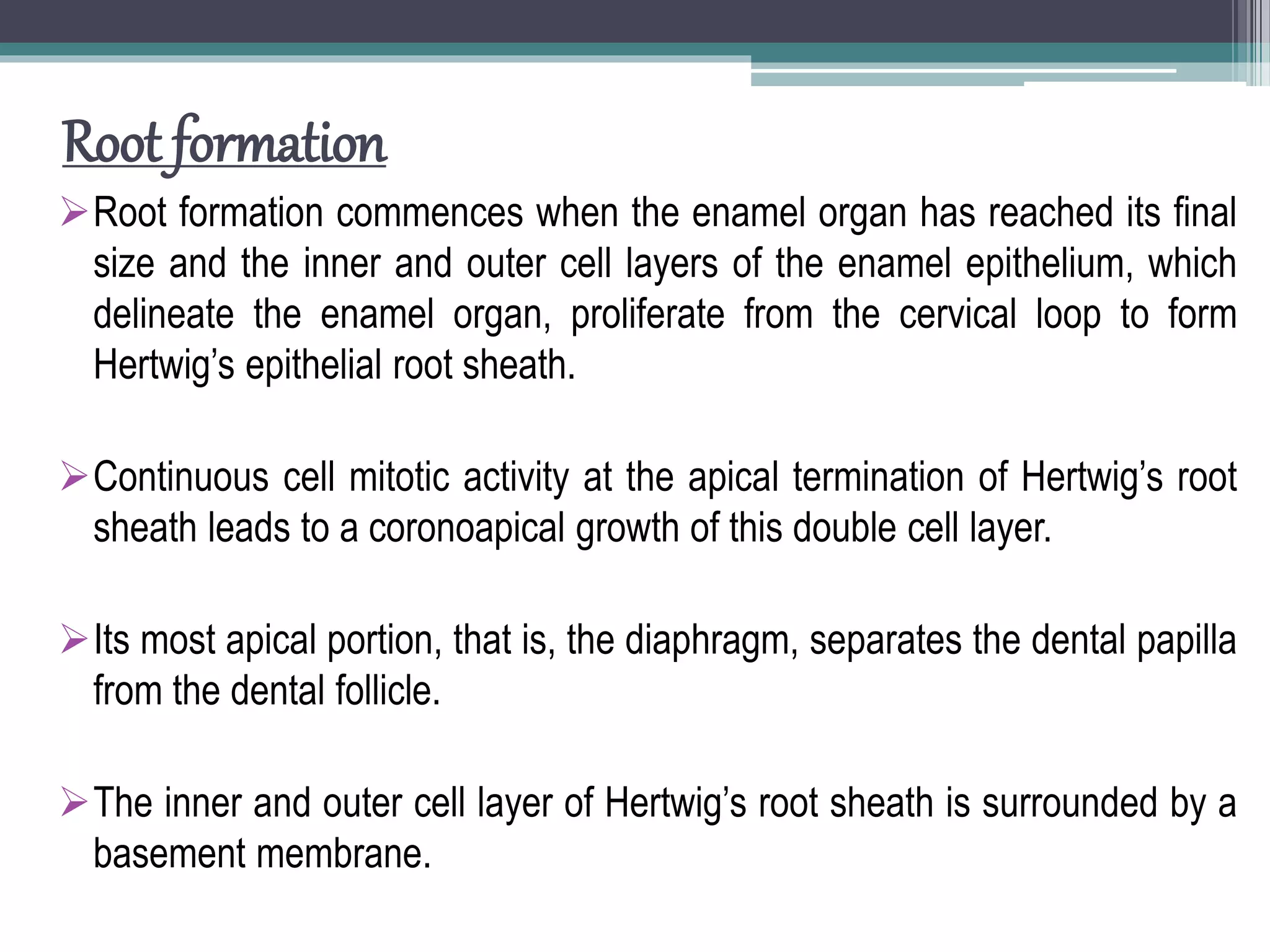 Dental cementum | PPTX