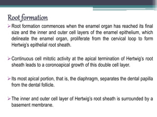 Dental cementum | PPTX