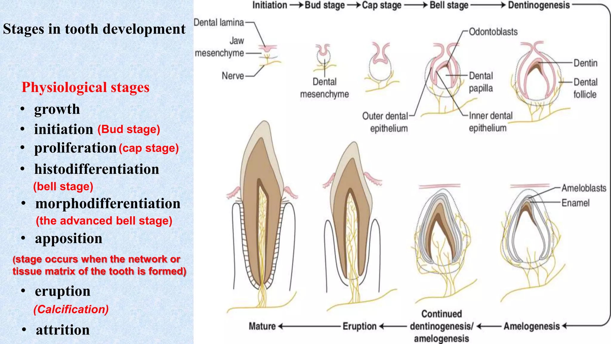 Dental change .pptx