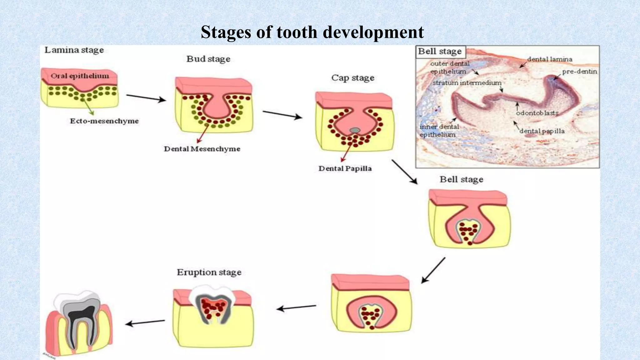 Dental change .pptx