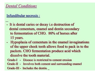 Dental conditions of horses | PPT