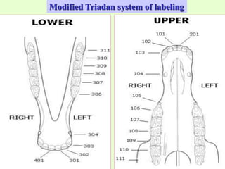 Dental conditions of horses | PPT