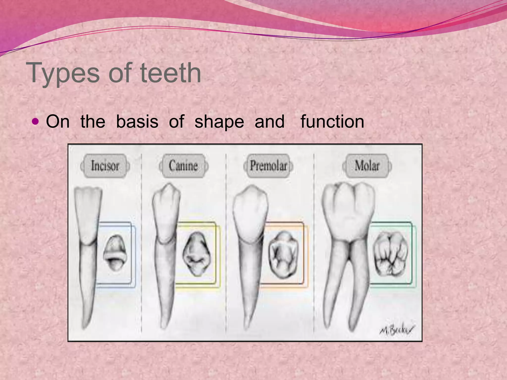 Dental hygiene and oral care | PPTX
