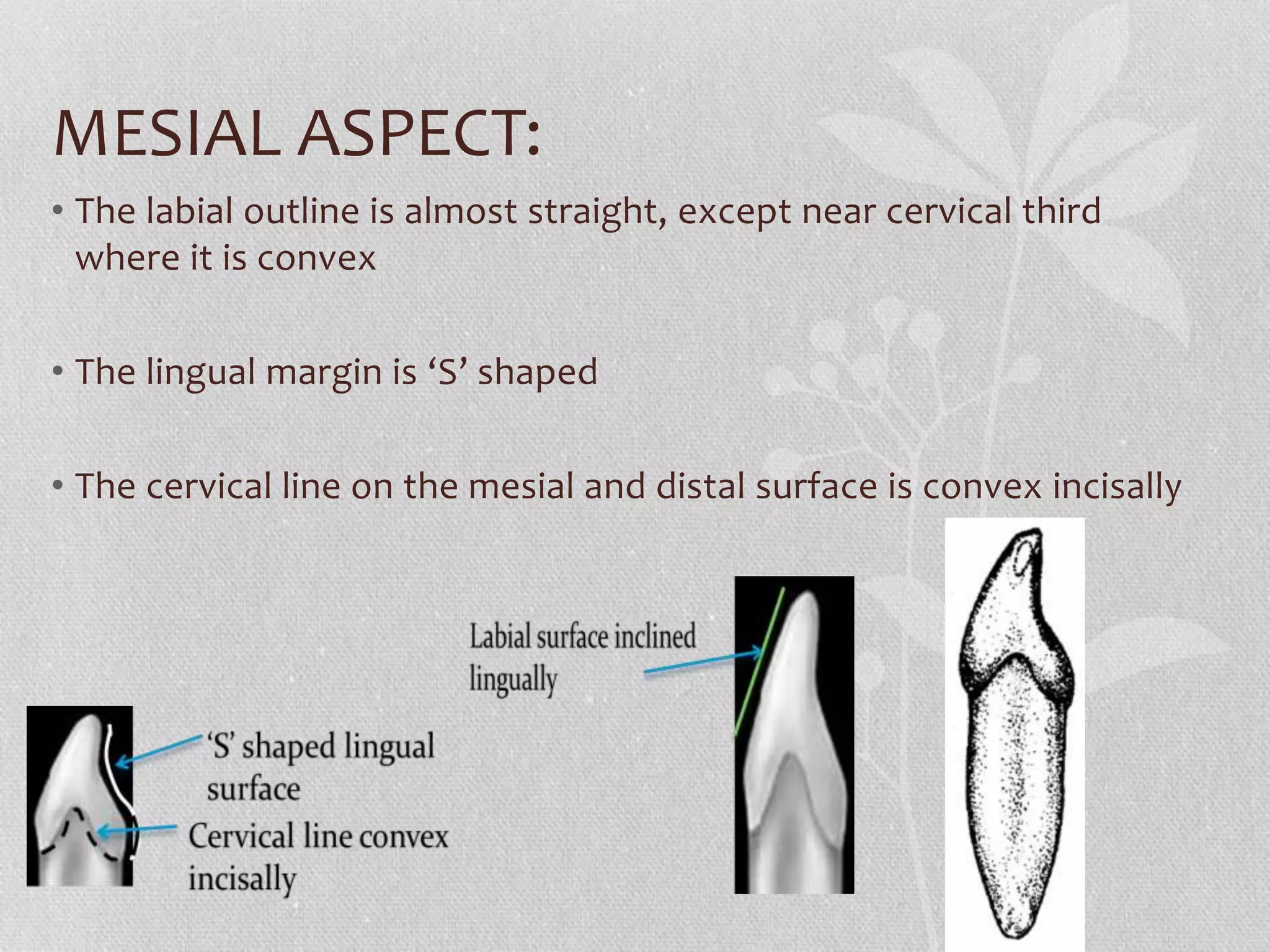 lower/mandibular central incisor | PPTX