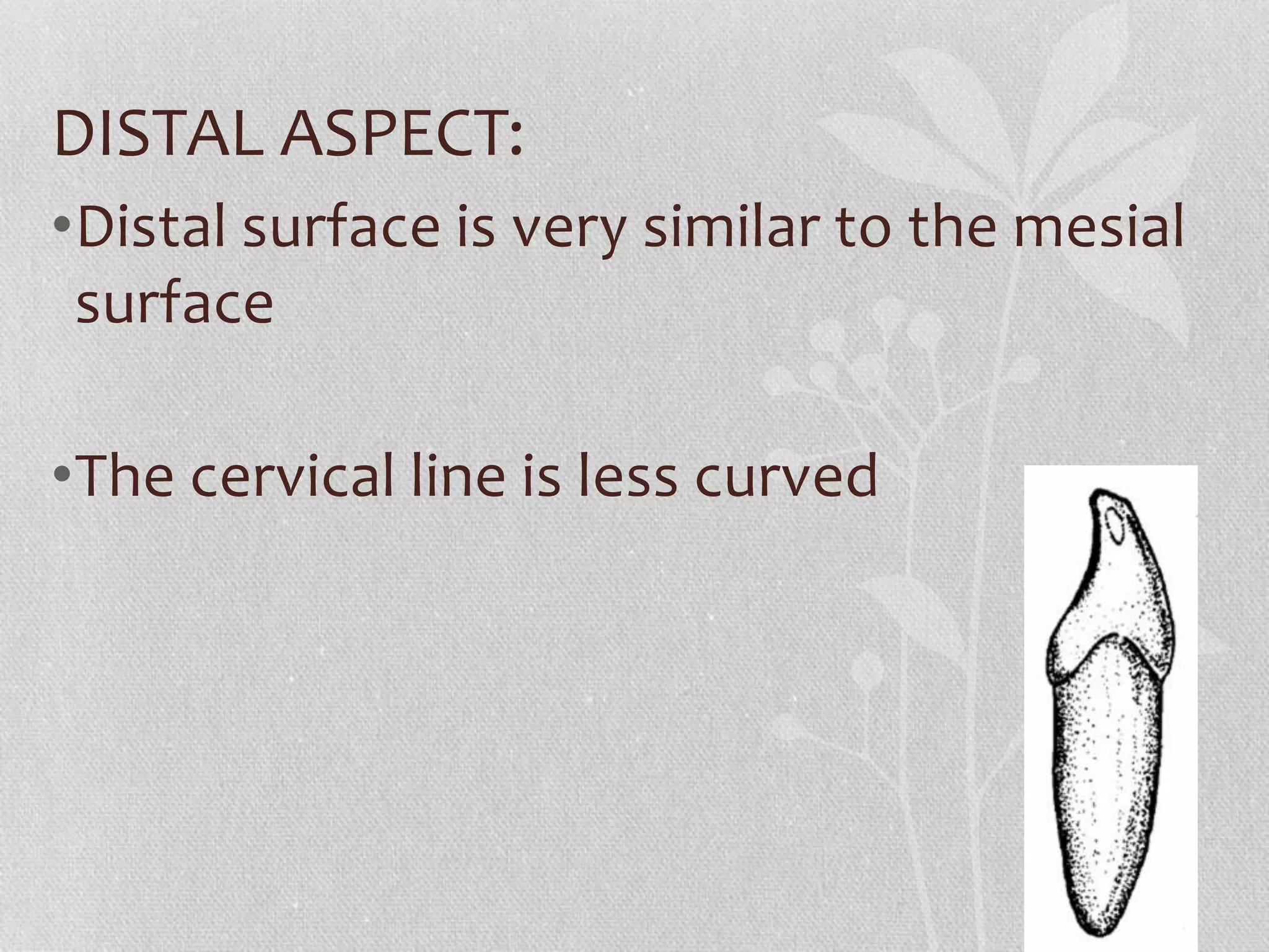 lower/mandibular central incisor | PPTX