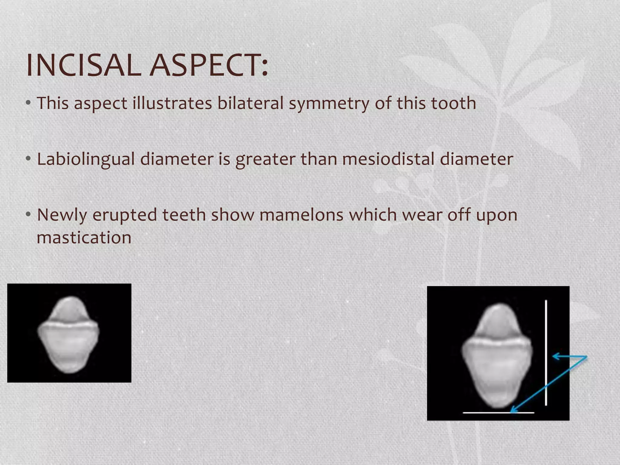 lower/mandibular central incisor | PPTX