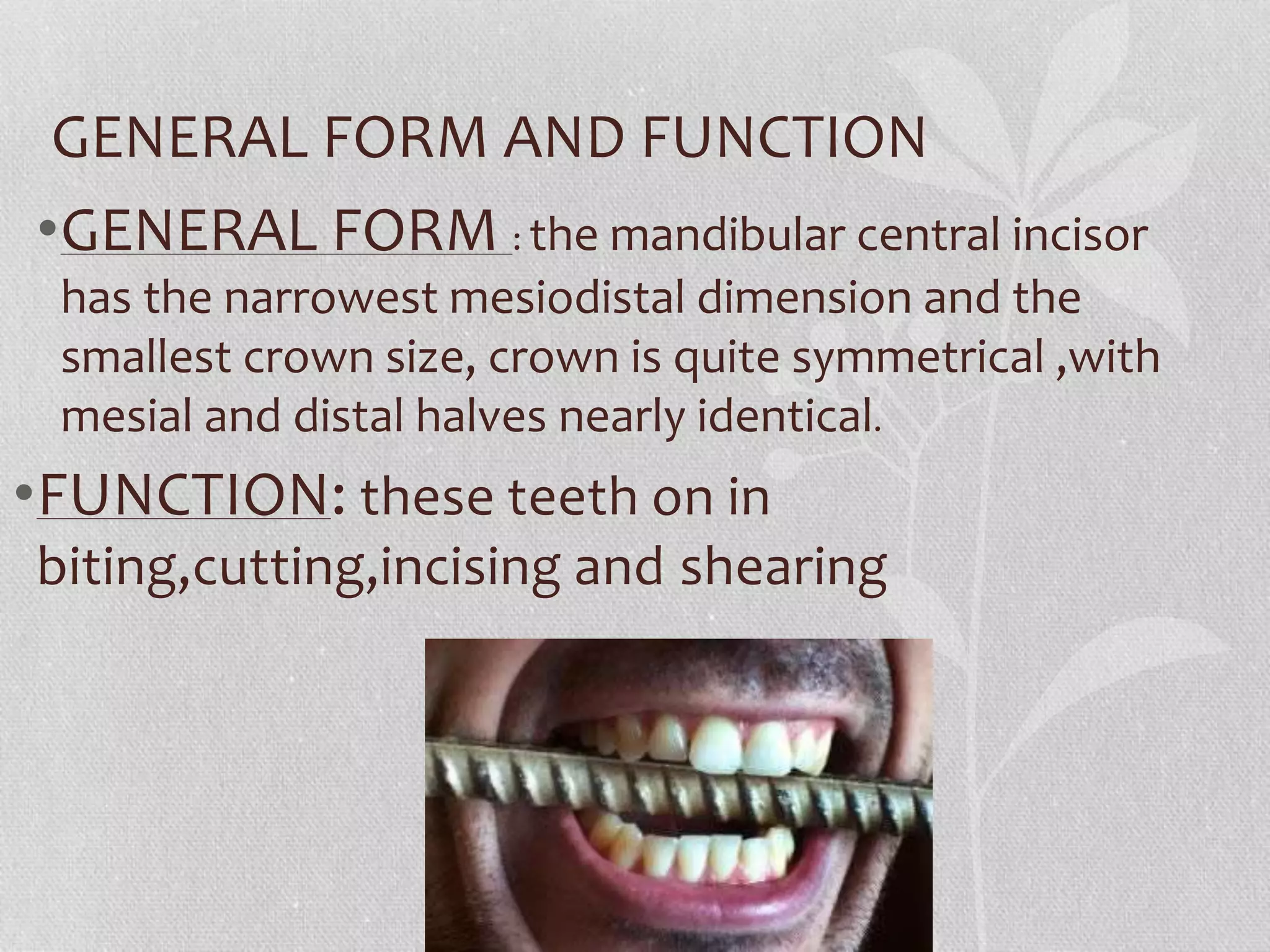 lower/mandibular central incisor | PPTX