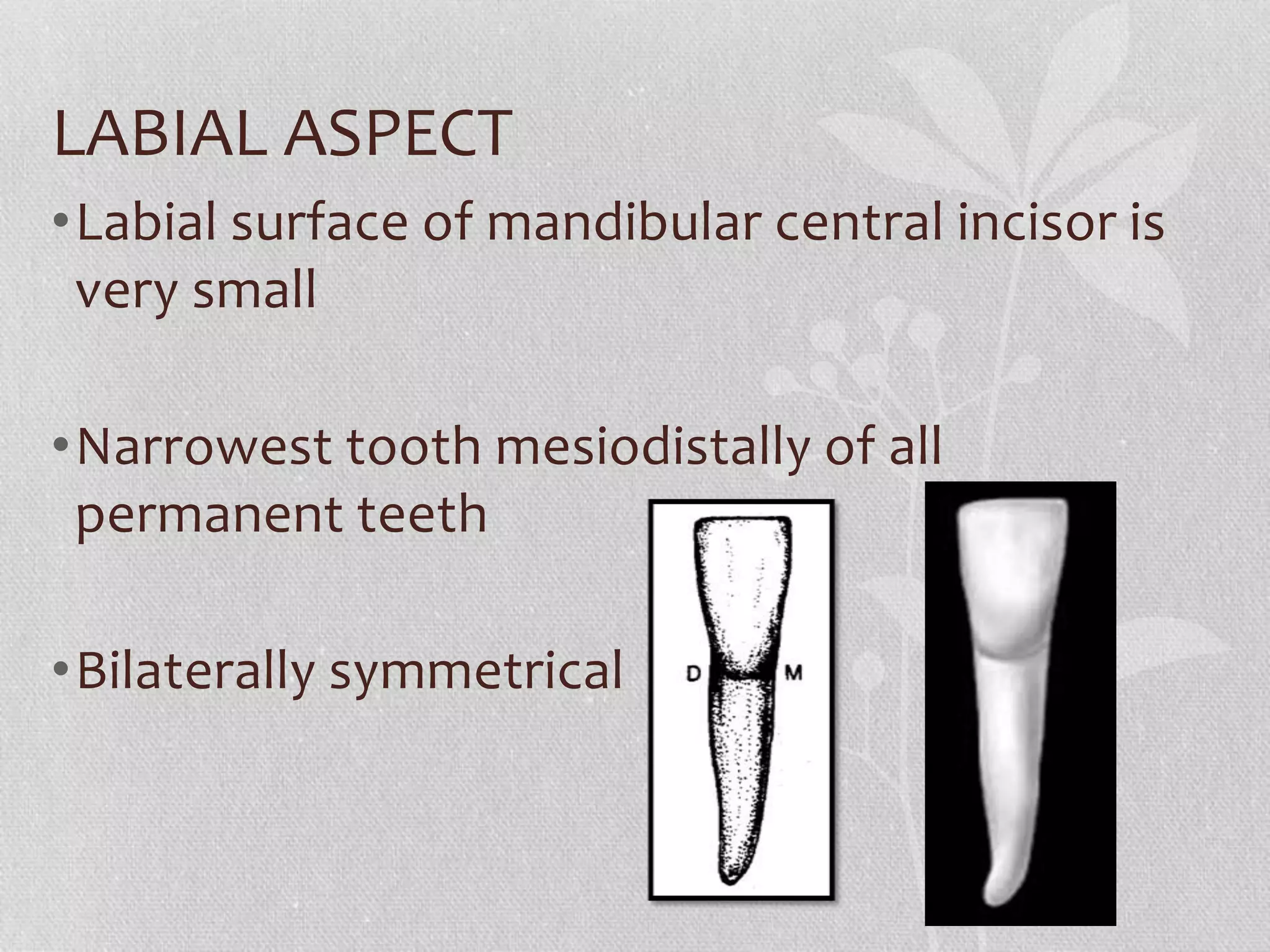 lower/mandibular central incisor | PPTX
