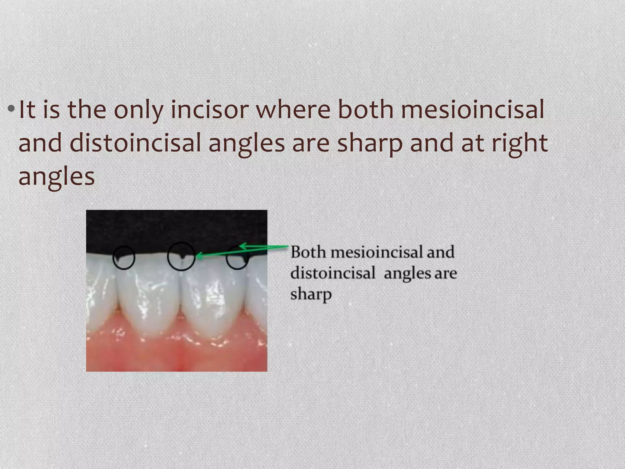lower/mandibular central incisor | PPTX