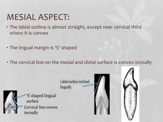 lower/mandibular central incisor | PPTX