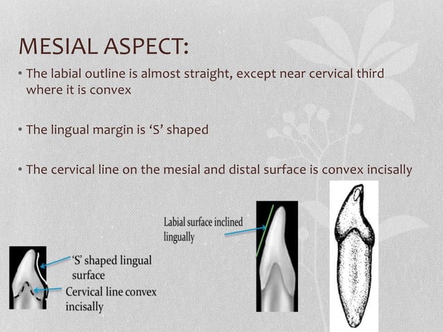 lower/mandibular central incisor | PPTX
