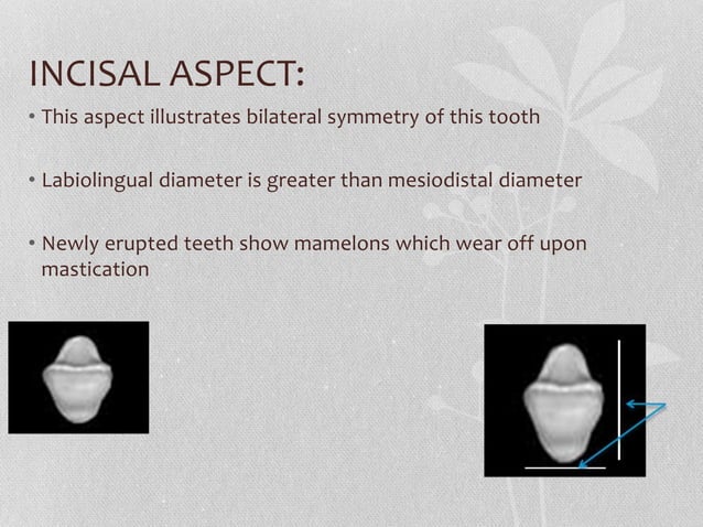 lower/mandibular central incisor | PPTX