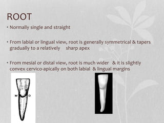 lower/mandibular central incisor | PPTX