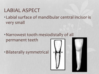 lower/mandibular central incisor | PPTX