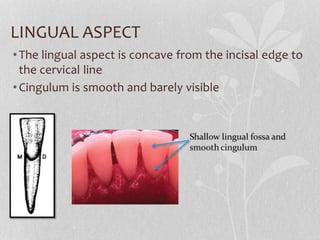 lower/mandibular central incisor | PPTX
