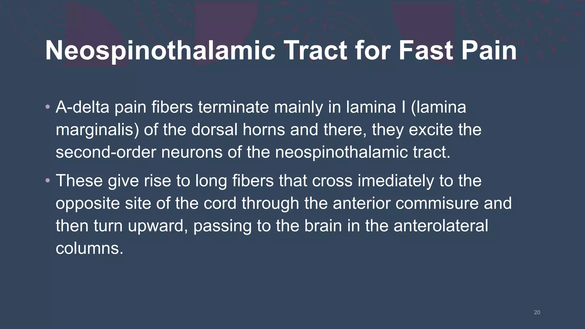 Facial/Dental Pain Pathway and Atypical Odontalgia | PPTX | Dental ...