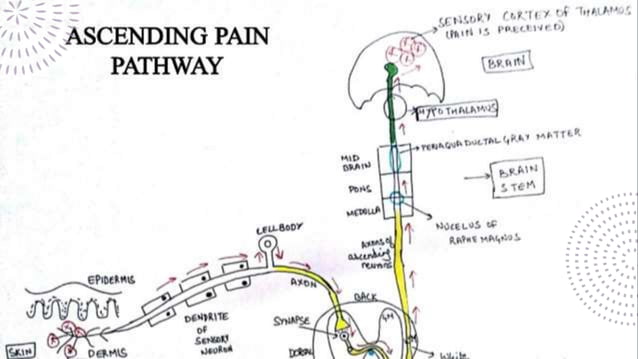 Facial/Dental Pain Pathway and Atypical Odontalgia | PPTX | Dental ...