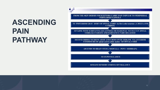 Facial/Dental Pain Pathway and Atypical Odontalgia | PPTX | Dental ...