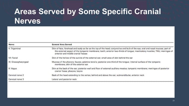 Facial/Dental Pain Pathway and Atypical Odontalgia | PPTX | Dental ...