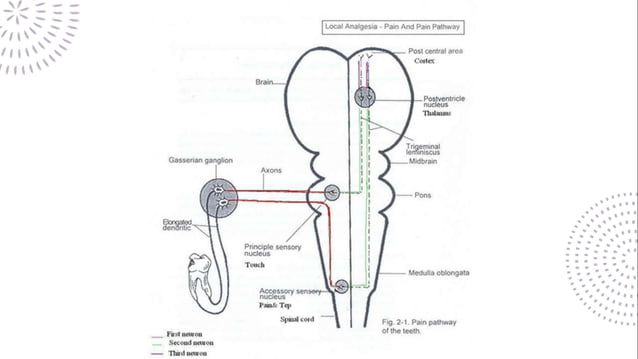 Facial/Dental Pain Pathway and Atypical Odontalgia | PPTX | Dental ...
