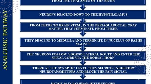 Facial/Dental Pain Pathway and Atypical Odontalgia | PPTX | Dental ...