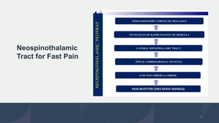 Facial/Dental Pain Pathway and Atypical Odontalgia by Dr. Boluwatife ...
