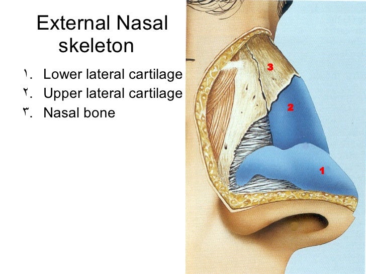 Dental Presentation E.N.T.