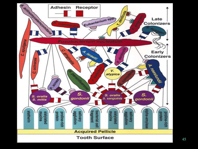 Dental Plaque | PPTX | Dental Health | Diseases and Conditions