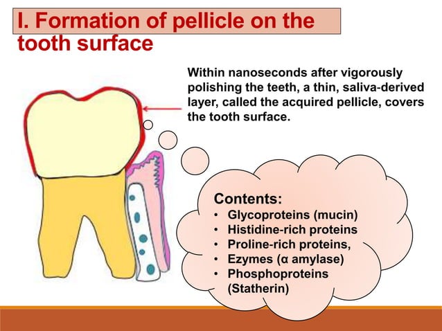 Dental plaque