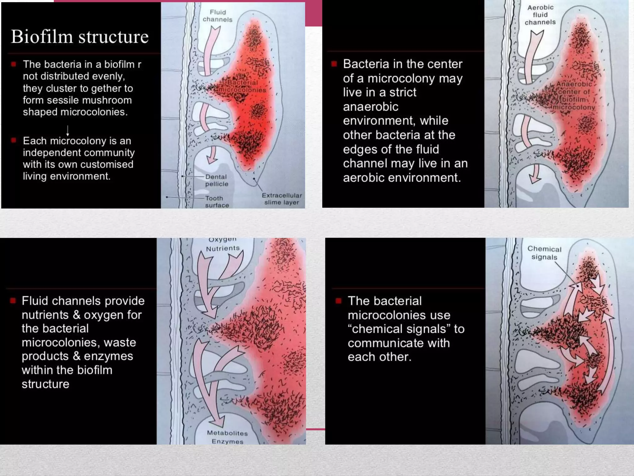 Dental plaque | PPTX