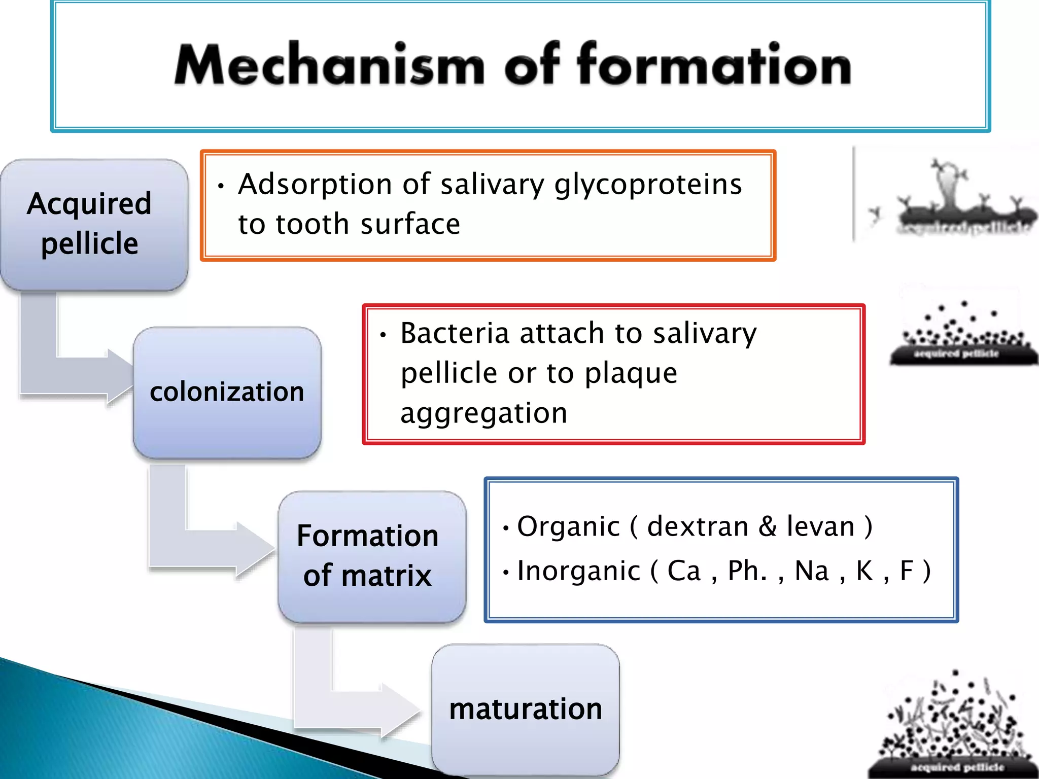 Dental plaque | PPTX