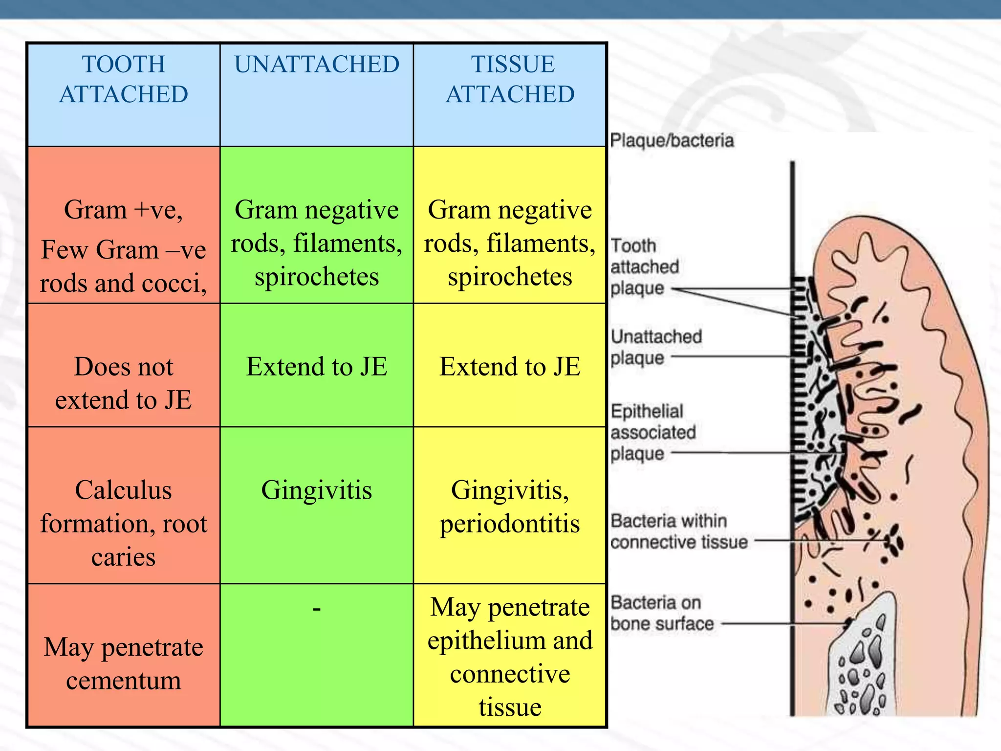 DENTAL PLAQUE - PART 1 | PPTX