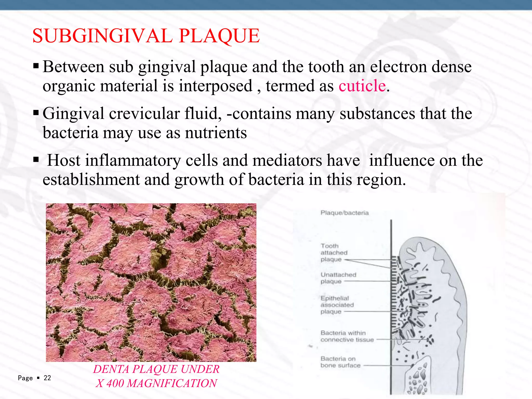 DENTAL PLAQUE - PART 1 | PPTX