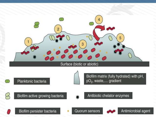 DENTAL PLAQUE - PART 2 (BIOFILM) | PPTX | Dental Health | Diseases and ...